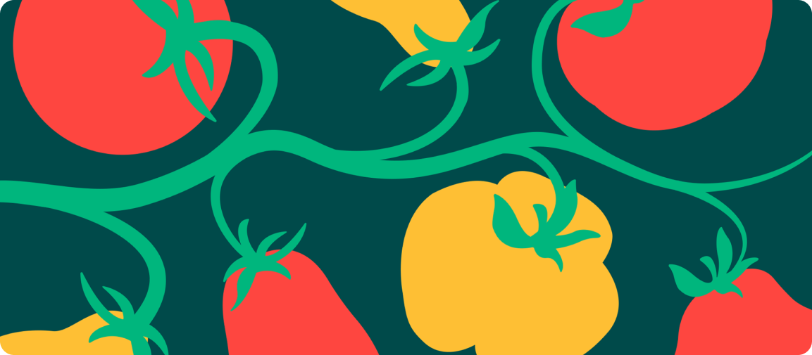 lots of tomatoes growing from a single main stem